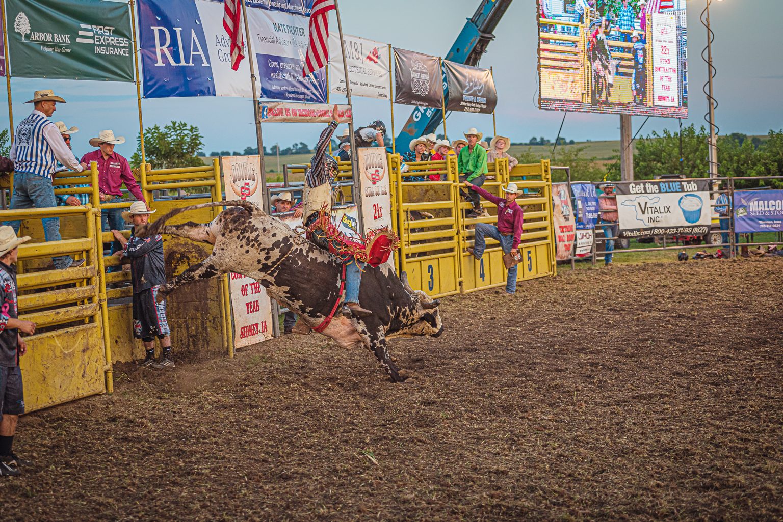 Bull Riding - Battle with the Bulls | Battle with the Bulls